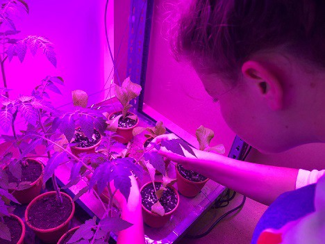 PhytlSigns: analyzing and using electric signals from plants to ...