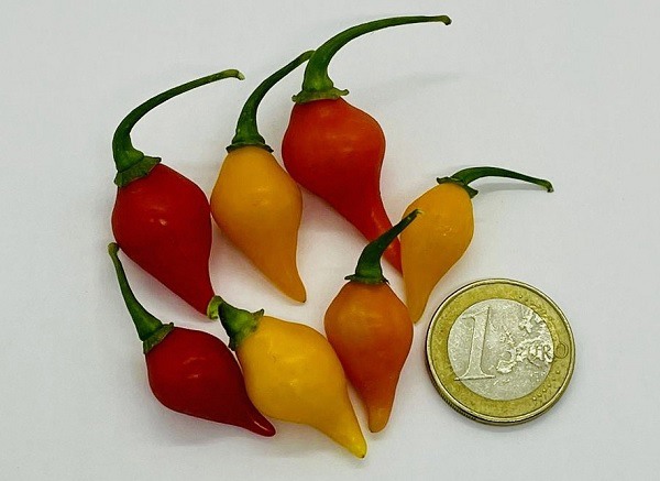 Drop peppers: A niche product appreciated for their look and taste