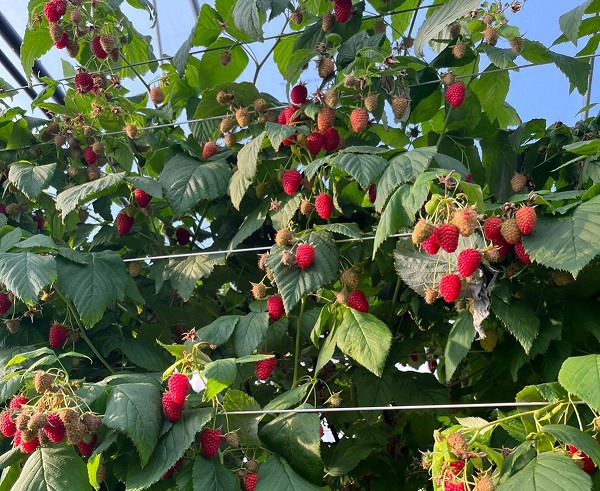 “The raspberry: a fruit with a future”