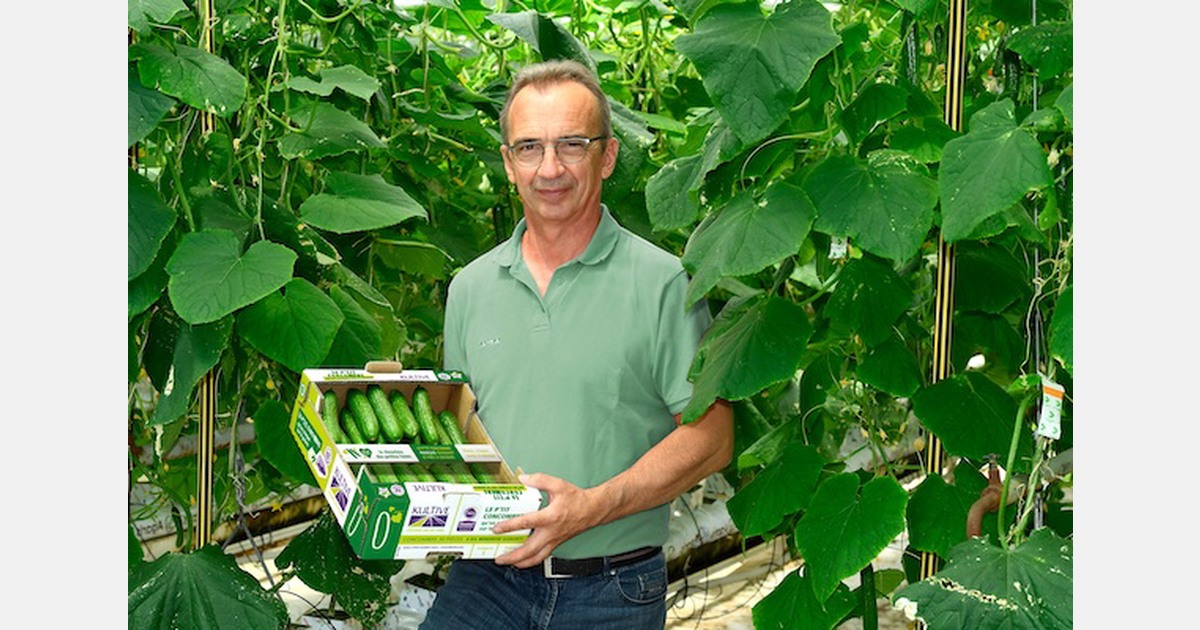 "We will double the mini-cucumber acreage for the 2023 season"
