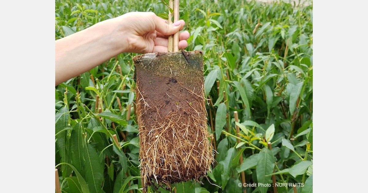 Fertilpot: a biodegradable pot that saves time, labor and money