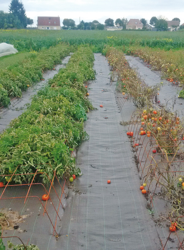 “Our new range of field tomatoes resistant to mildew will help us lower production costs”