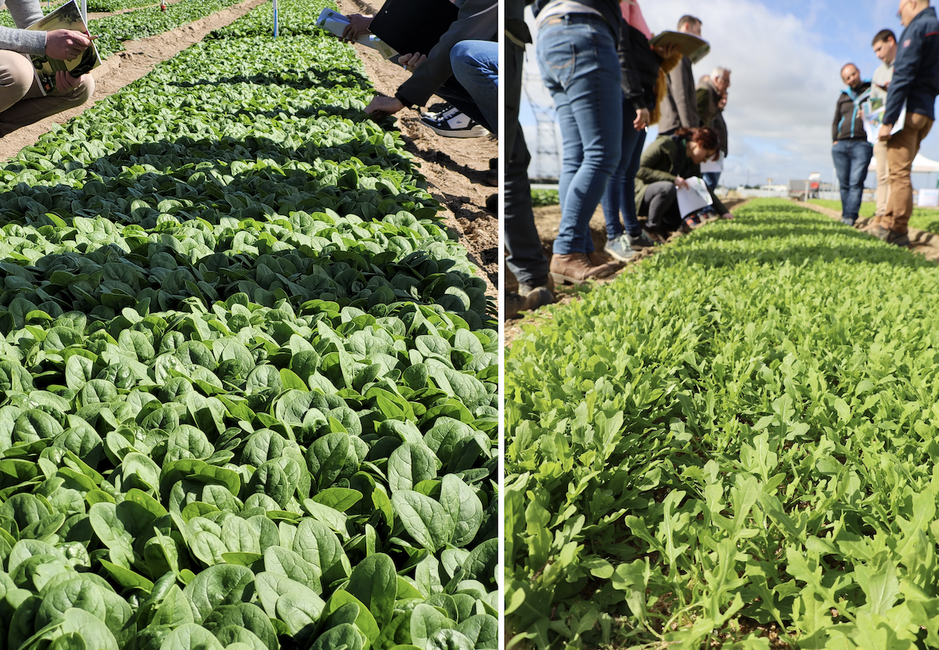 New spinach, lamb's lettuce and rocket ranges showed