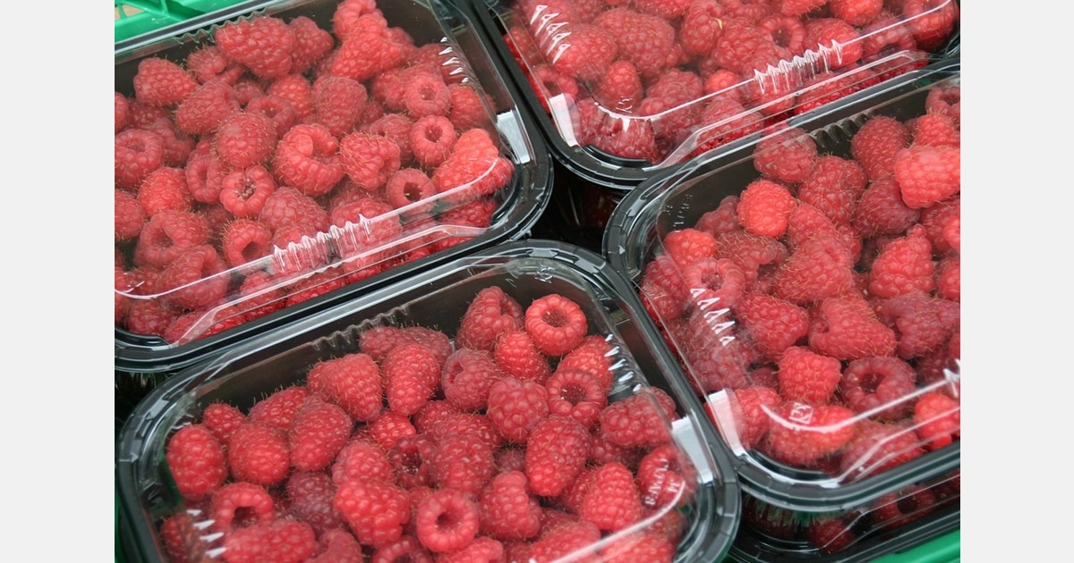 French raspberry production up by 4% this year