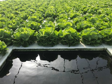 "Plastic panels solution for floating hydroponic systems"