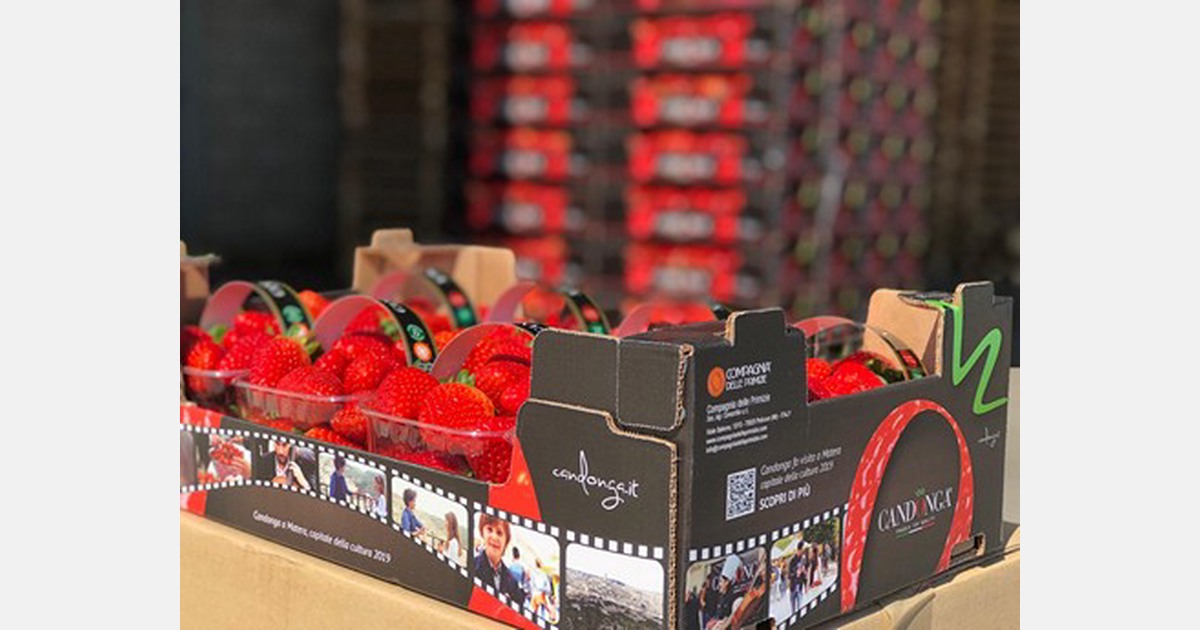 The success of the campaign of the Candonga strawberries thanks to high ...
