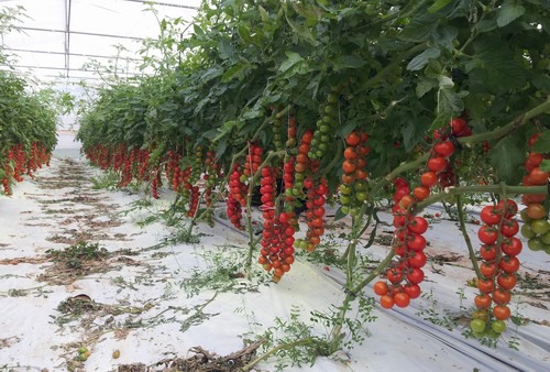 Bellatrix F1, the full sweetness of the cherry tomato
