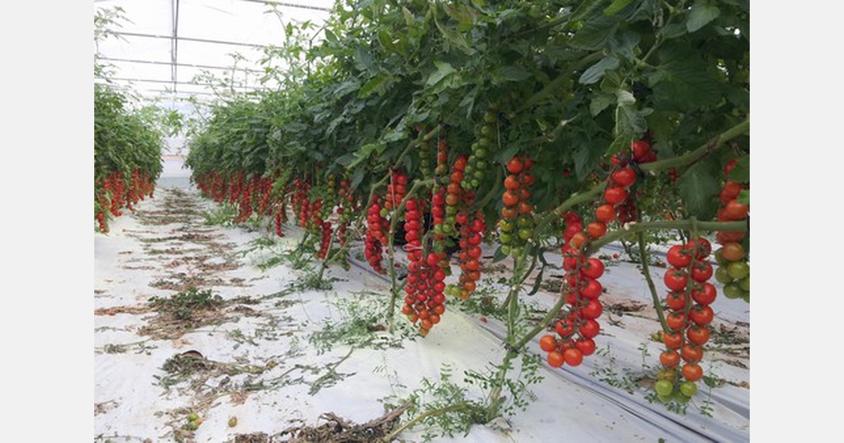 Bellatrix F1, the full sweetness of the cherry tomato