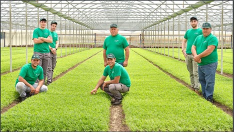 Tarragon introduced at Fratelli Cafaro 1989