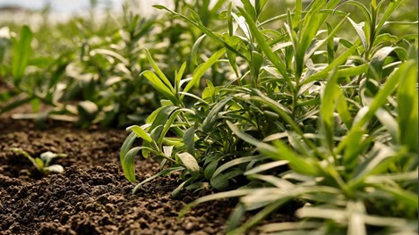 Tarragon introduced at Fratelli Cafaro 1989