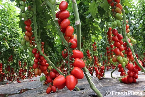 Sicilian Pizzutello tomatoes are back