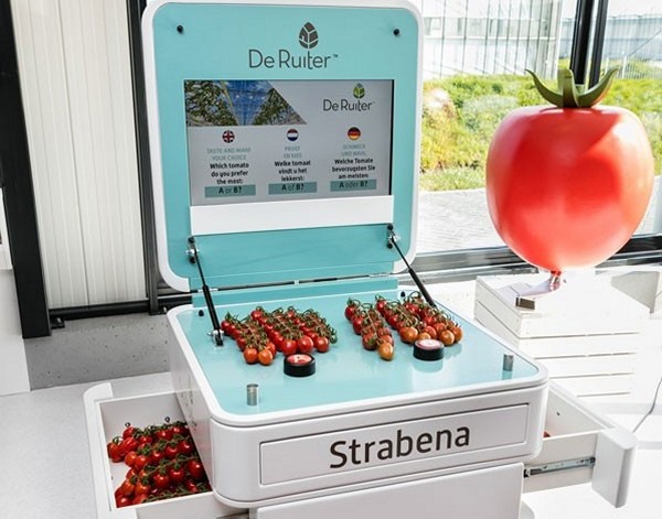 New Strabena tomatoes by Fri-El Green House to become available in October