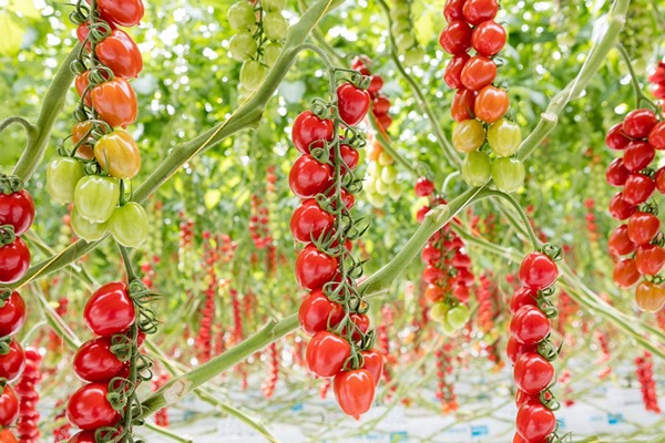 New Strabena tomatoes by Fri-El Green House to become available in October