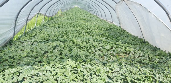 Greenhouse melons and watermelons treated with antagonistic insects