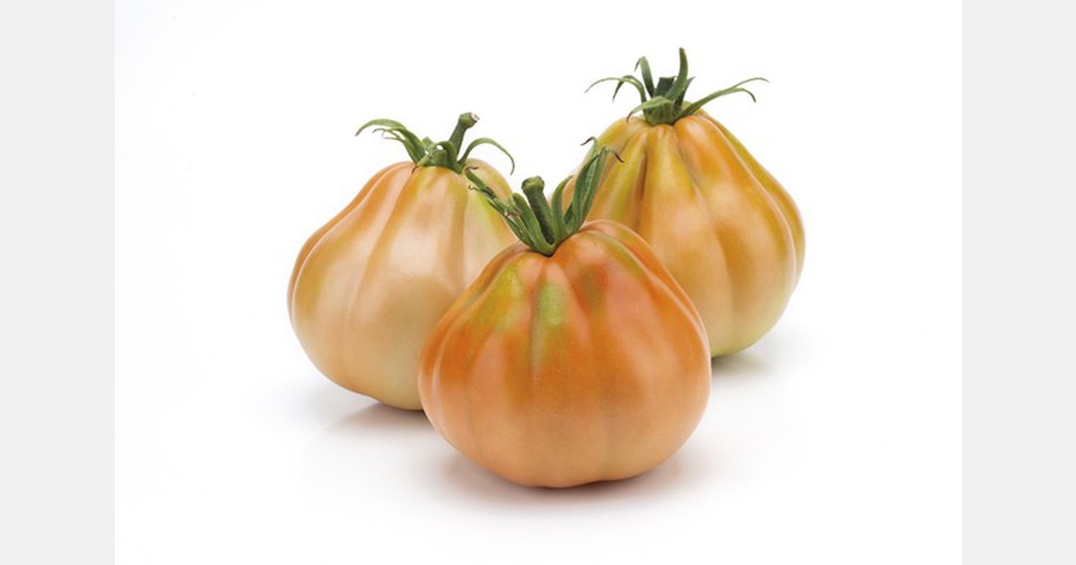 Novelties and well-tested varieties on the tomato front