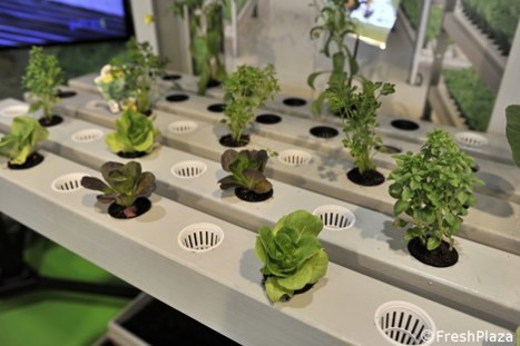 "Soilless crops are strategic for a sustainable vegetable production"