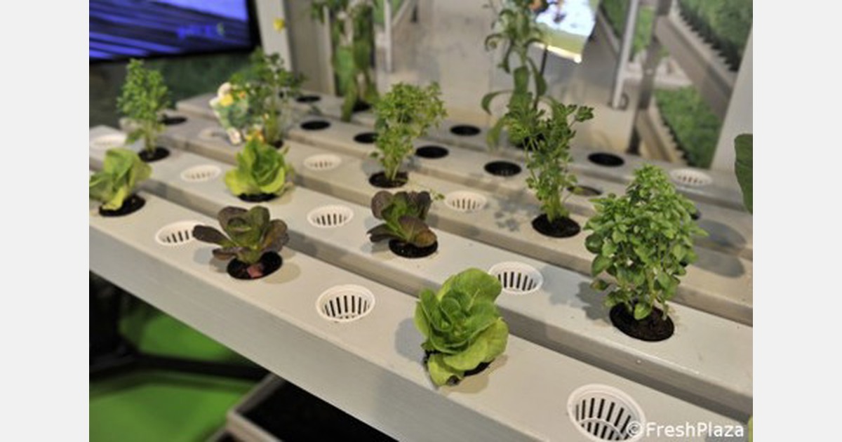 "Soilless crops are strategic for a sustainable vegetable production"