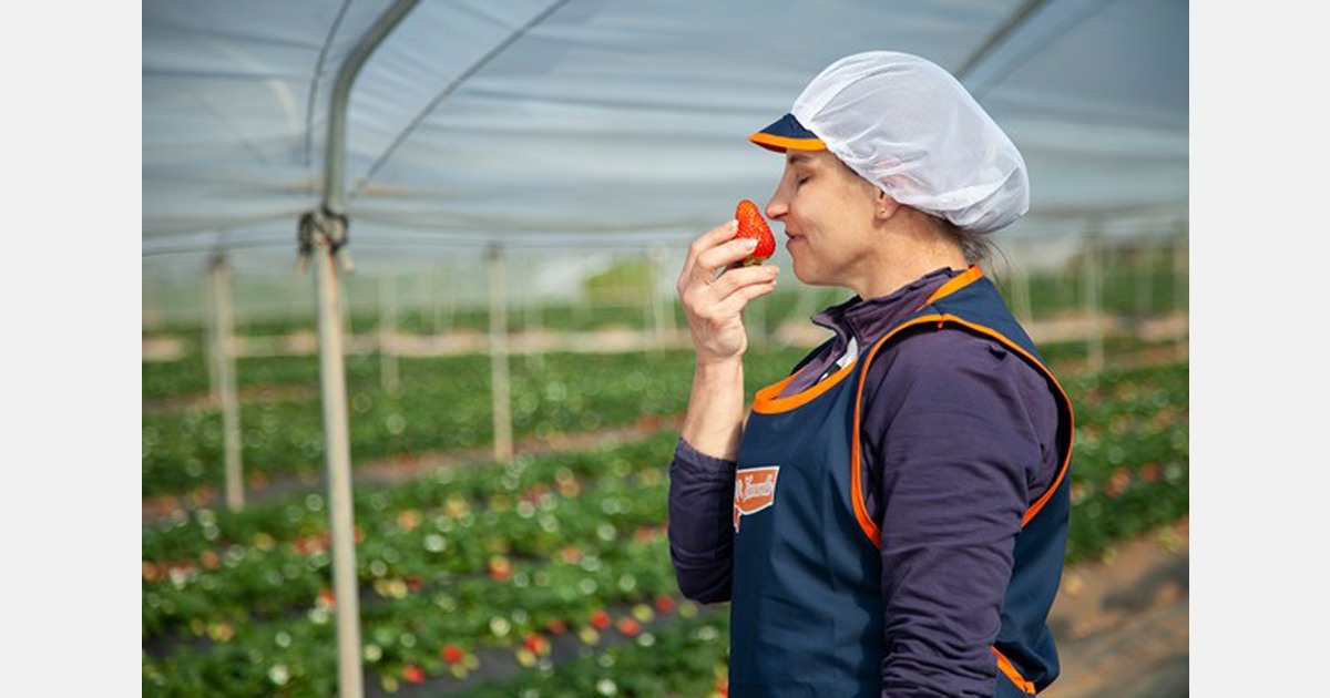"Swamped with requests for Top Quality Candonga strawberries"