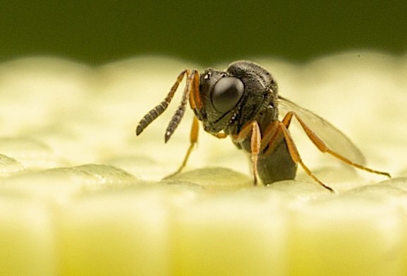 A parasitoid against green stink bugs