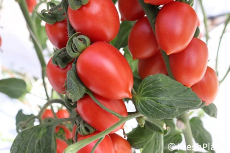 The pizzutello tomato that brings back the flavors of the past