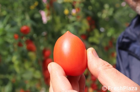The pizzutello tomato that brings back the flavors of the past