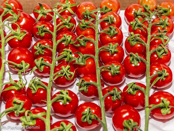 Italian greenhouse growers launch new premium tomato and expansion plans