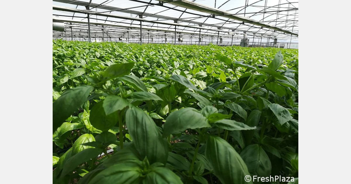 Kenya is currently the leading supplier of basil to Europe
