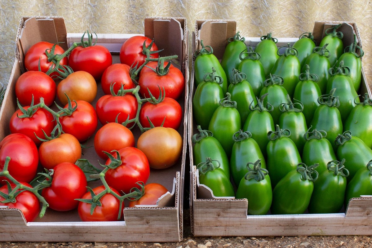 New products for different segments of the tomato market