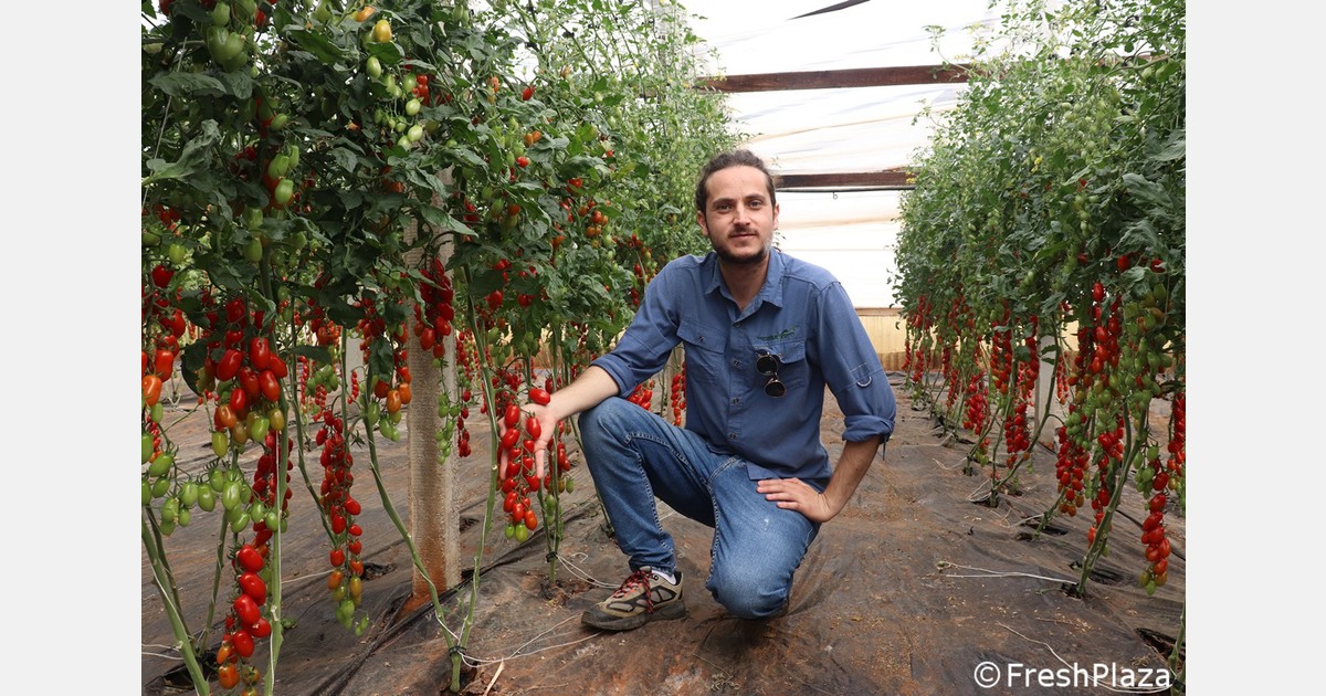 Maximizing yields with high-quality plum tomatoes