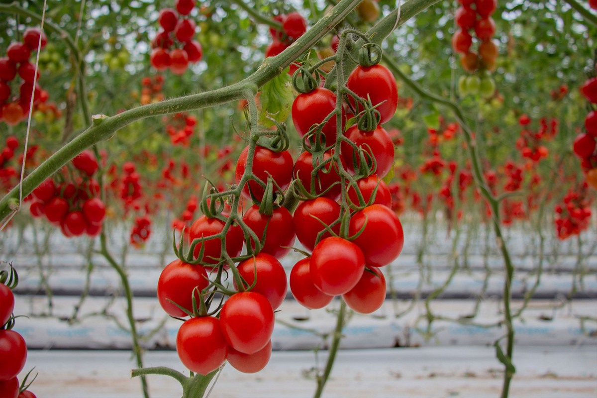 "Midi plum is the most popular tomato segment within the chain"
