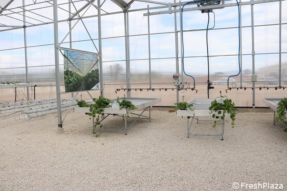 How high-tech greenhouses are designed