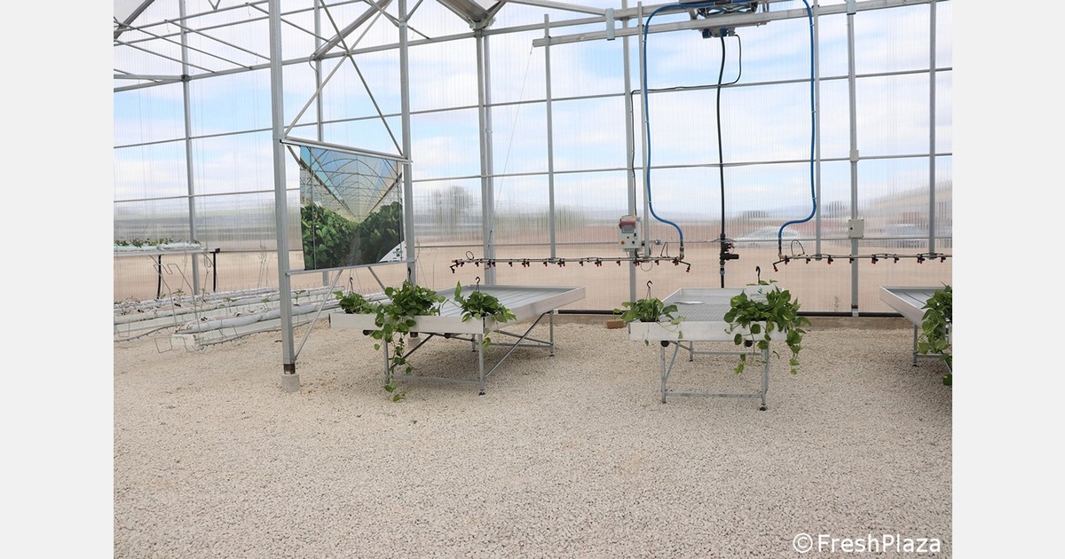 How high-tech greenhouses are designed