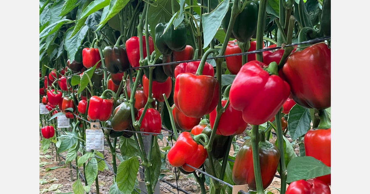 New bell pepper varieties for the Spanish market