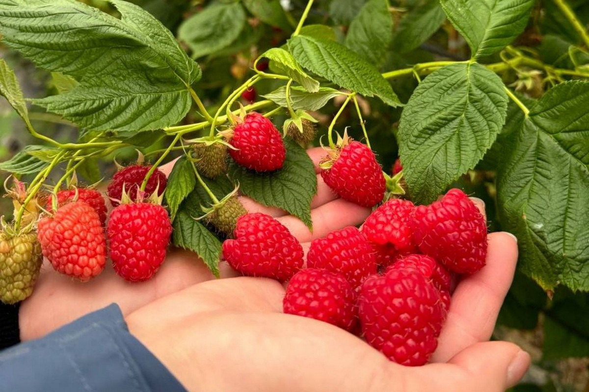 "Raspberries, blackberries, and blueberries grown at high altitudes to ...