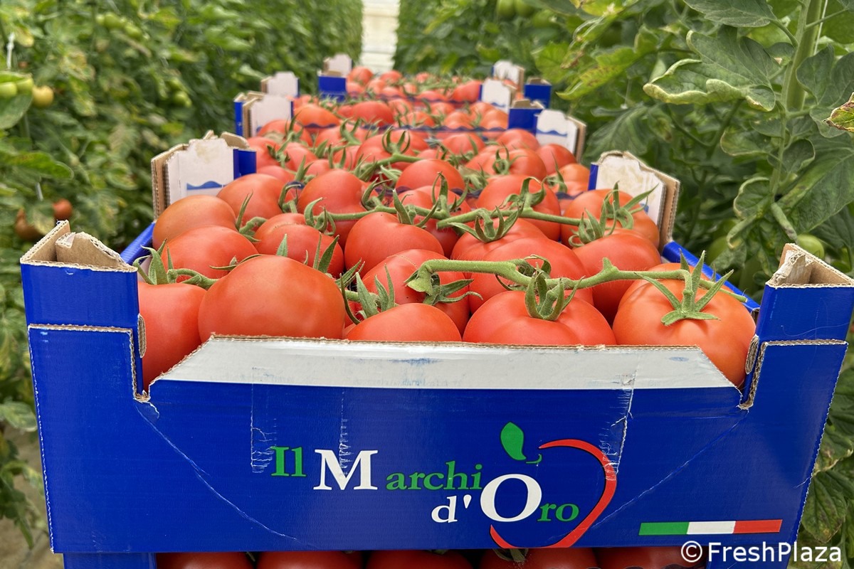 Smooth round cluster tomato that meets production and retail needs