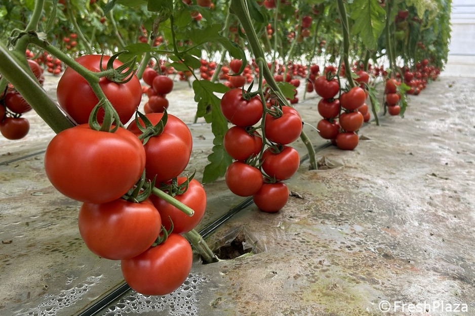 Smooth round cluster tomato that meets production and retail needs