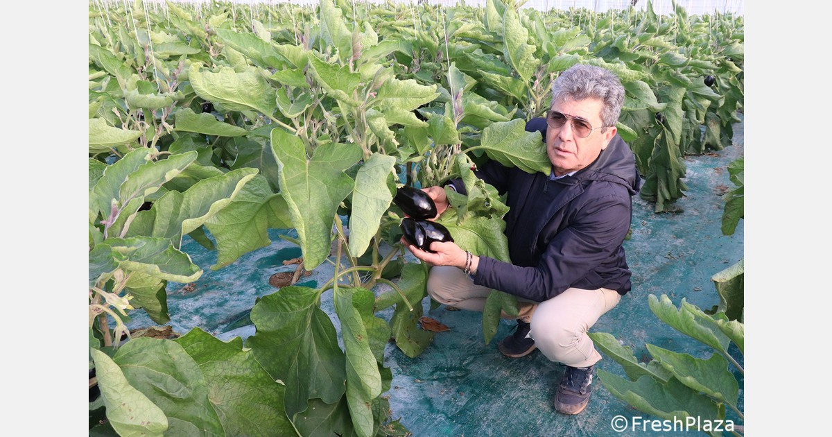 "Premium niche tomatoes now featured in our assortment"