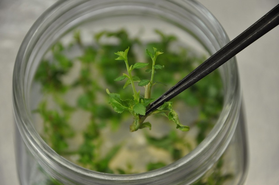 New micropropagation lab to produce up to 24 million plants a year