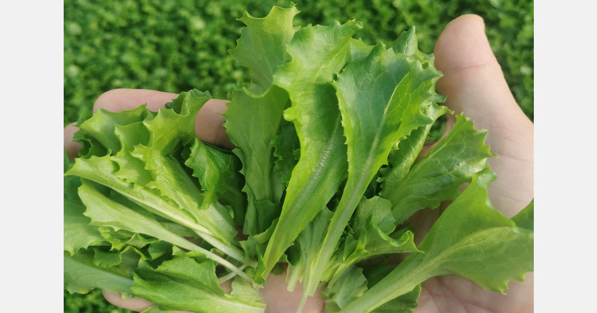 New lettuce varieties add value to fresh-cut sector