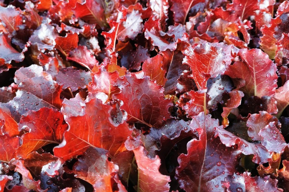 New lettuce varieties add value to fresh-cut sector