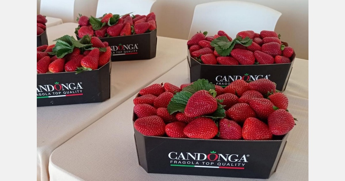 "Many want to go back to growing Sabrosa-Candonga"