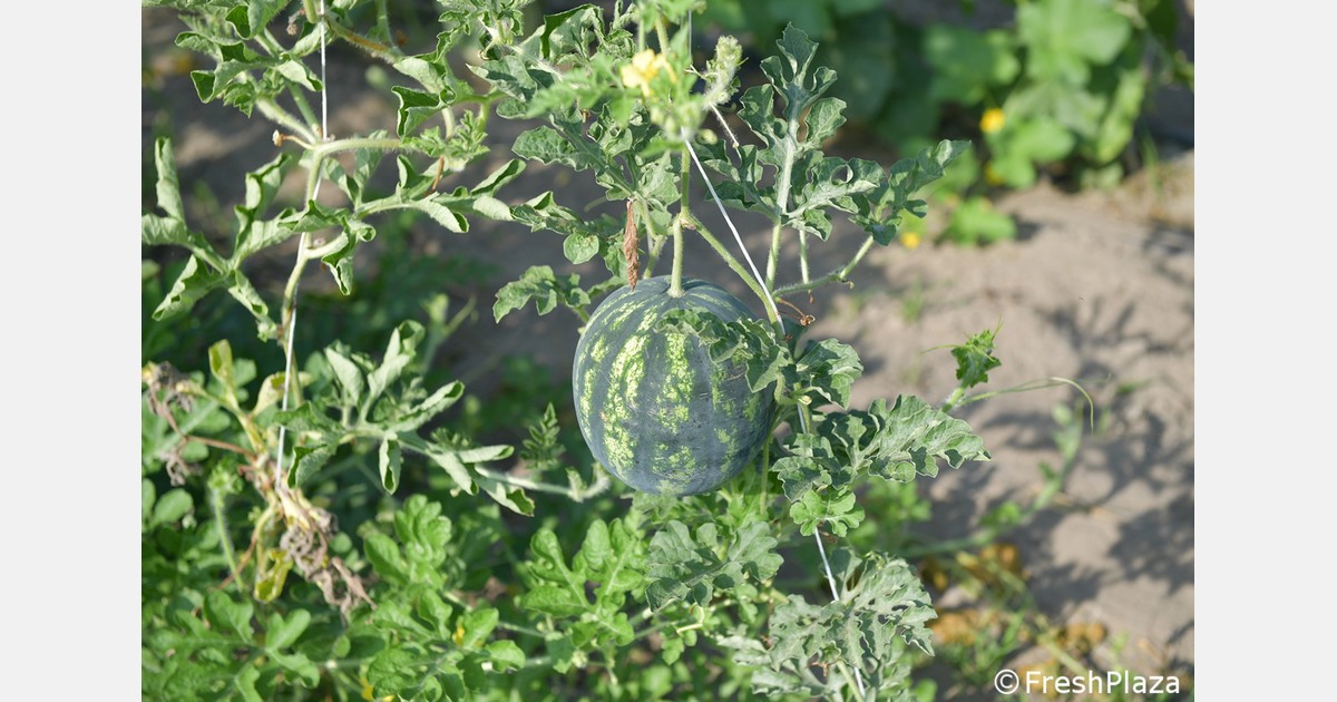 Vertically-grown mini greenhouse watermelons are an experiment in the ...