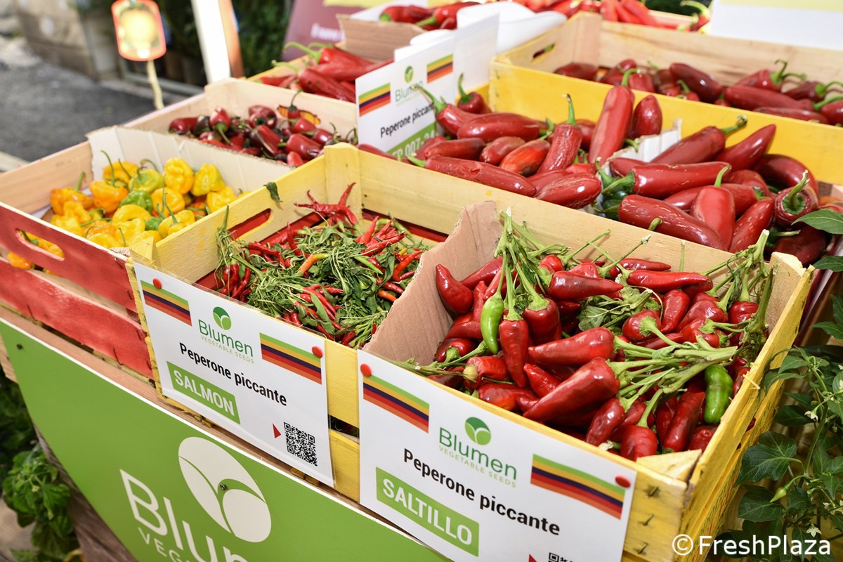 The many colours and flavours of Italian chilli peppers