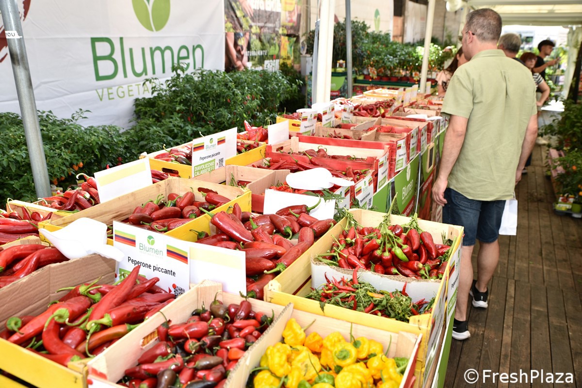 The many colours and flavours of Italian chilli peppers