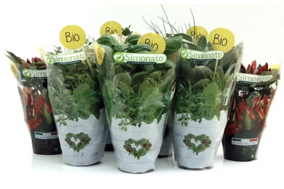 Basil is the most popular aromatic herb in summer