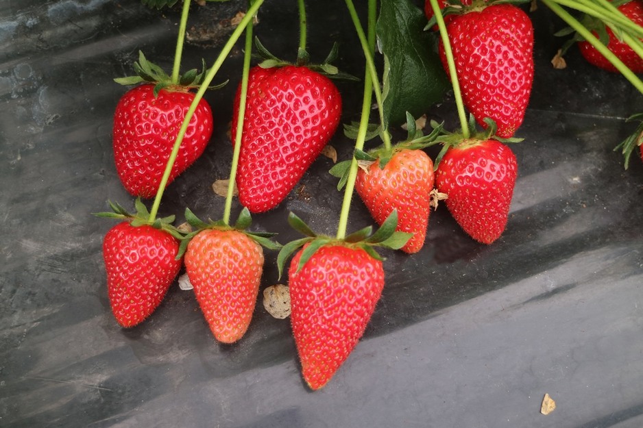 "A real solution to the challenges of modern strawberry farming"