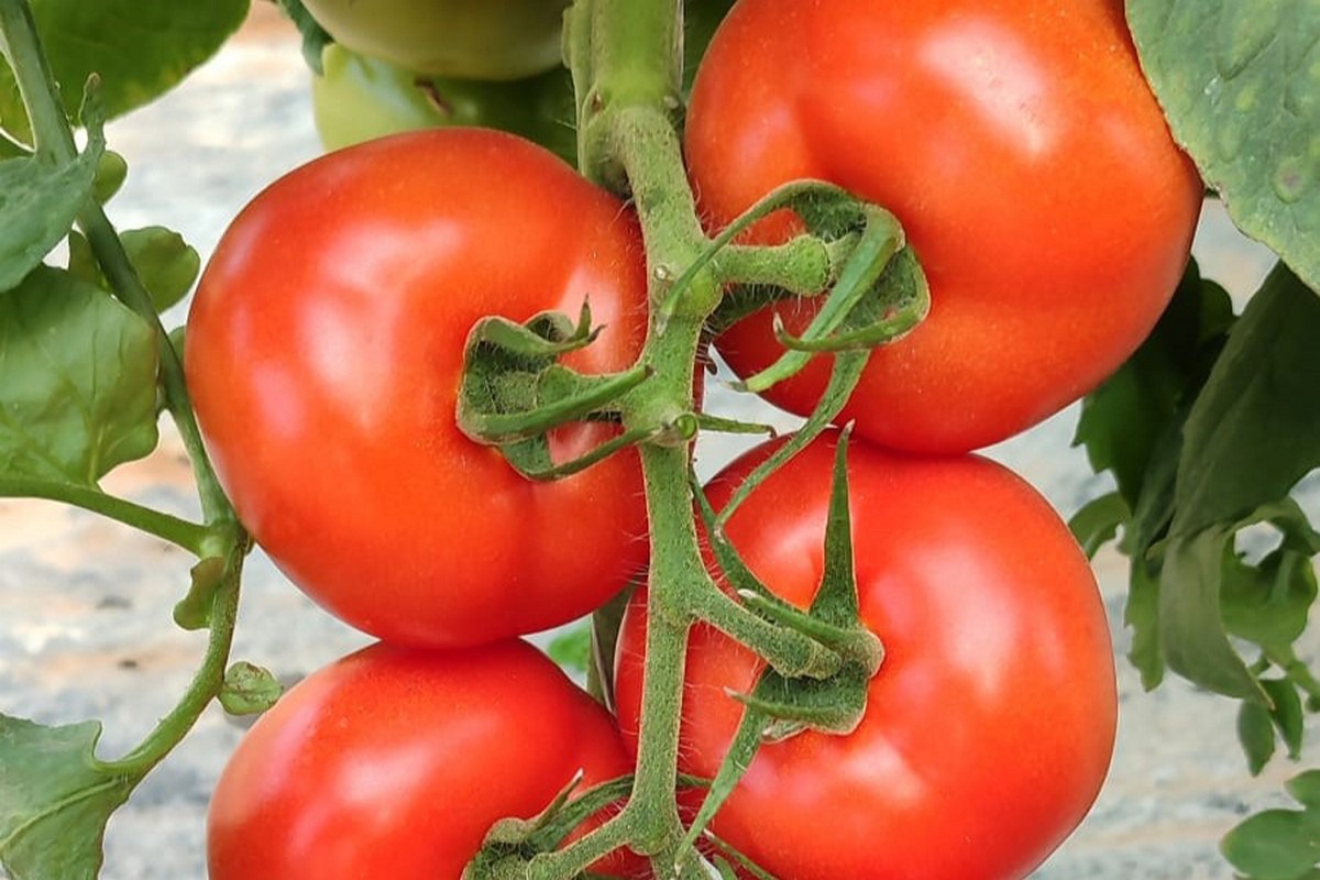 Southern Italian growers welcome new tomato varieties