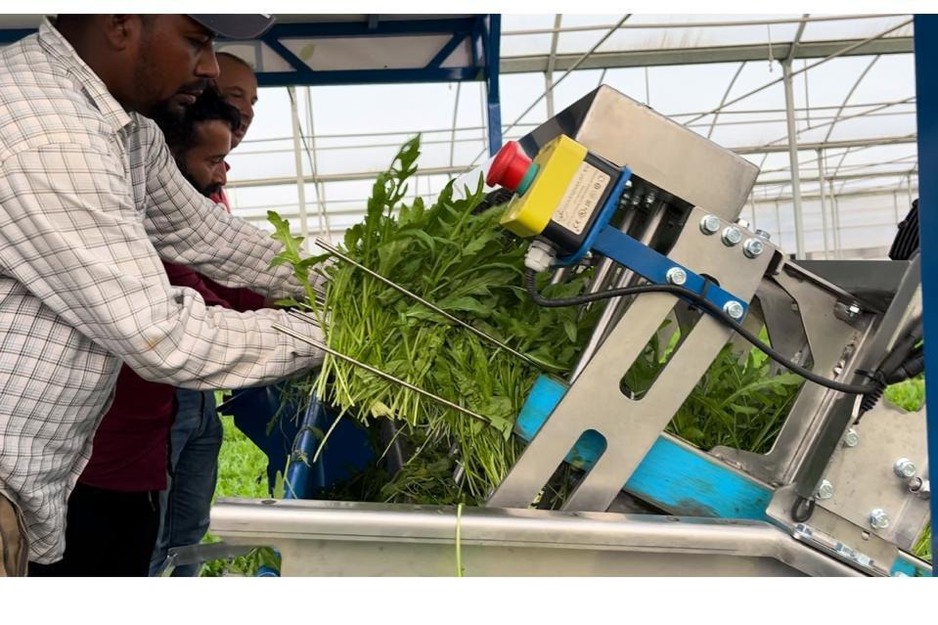A machine designed for harvesting leafy vegetables in bunches