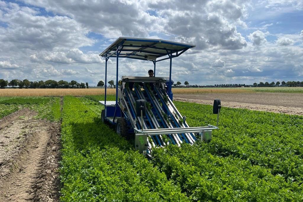 A machine designed for harvesting leafy vegetables in bunches
