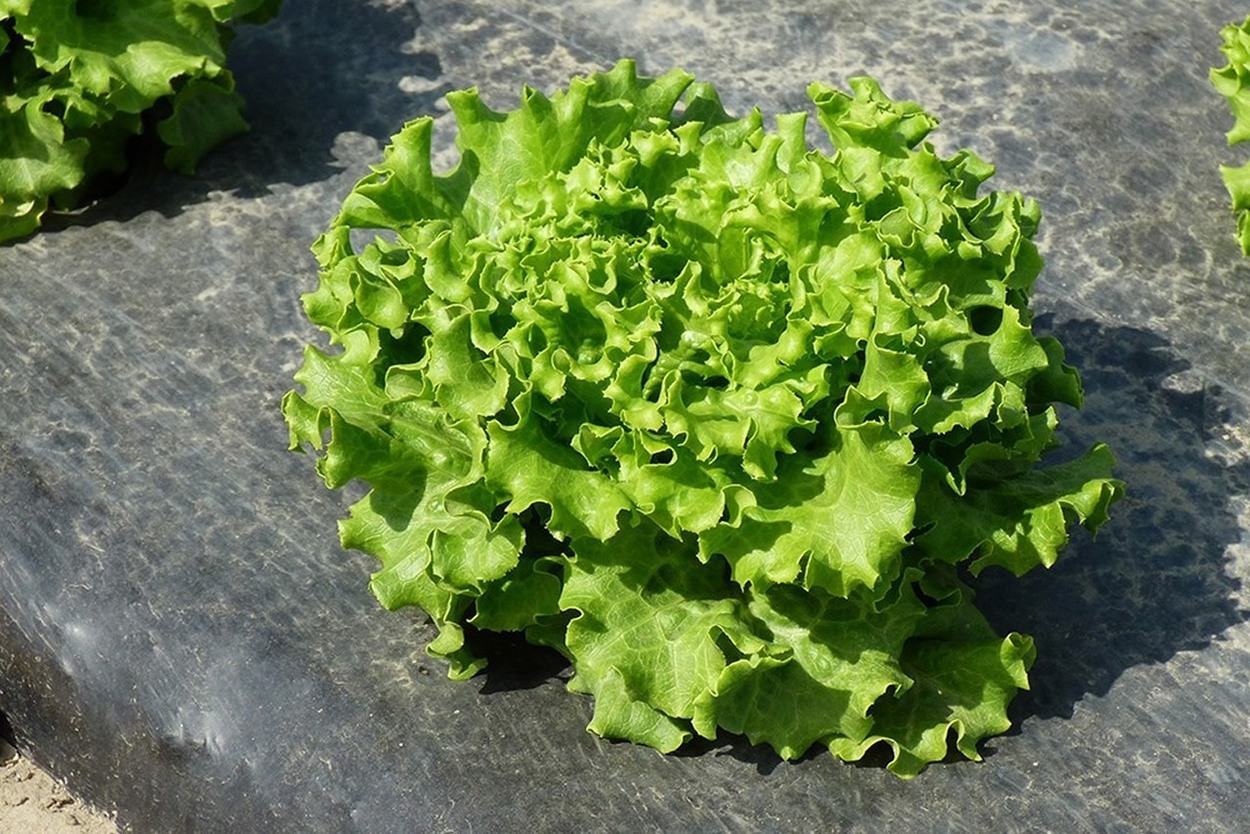 Biodegradable and compostable mulch sheet